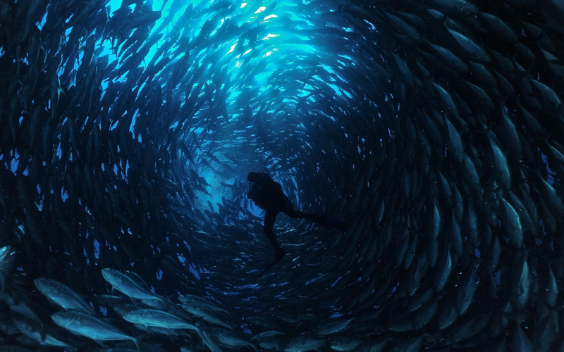 Recolectan firmas para salvar a Cabo Pulmo - MetropoliMx